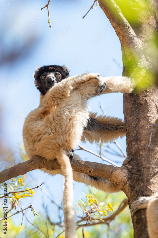Crowned sifaka Lemur in trees and nature. Madagascar animals wildlife ...