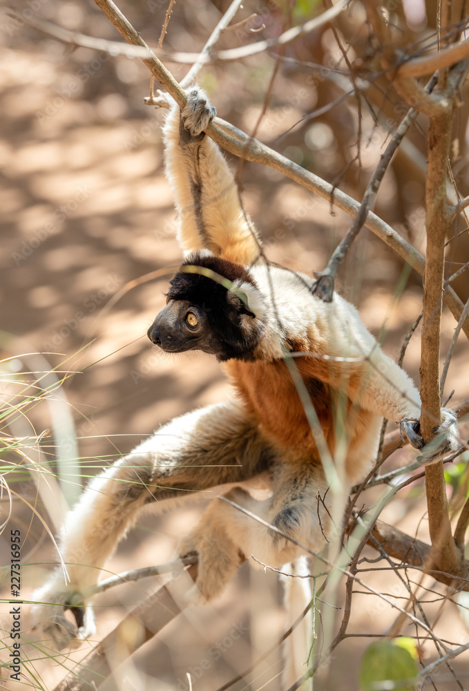 Crowned sifaka Lemur in trees and nature. Madagascar animals wildlife ...