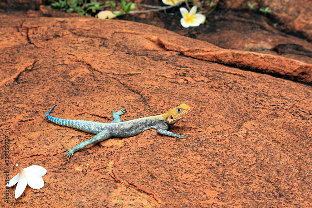 Kenyan Rock Agama (Agama lionotus) lying on stone. Tsavo West National ...