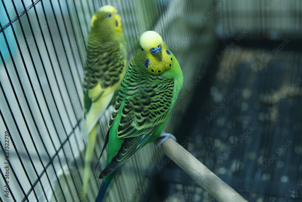 Rosy Faced Lovebird parrot in a cage . birds inseparable .Budgerigar on ...