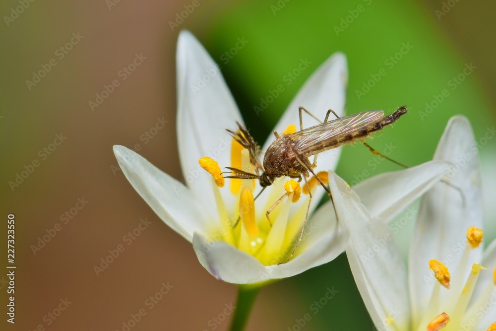 Mosquito drinking nectar pollinating false garlic wildflower insect ...