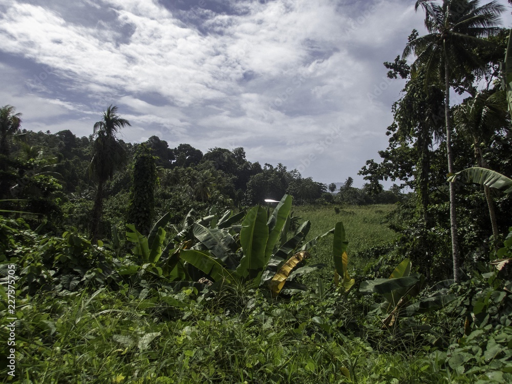 Foto de The lush green vegetation of Tonoas Island, Chuuk State (also ...