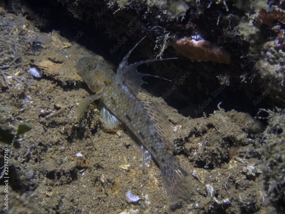 A juvenile Mud Reef Goby (Exyrias belissimus) displaying it's dorsal ...