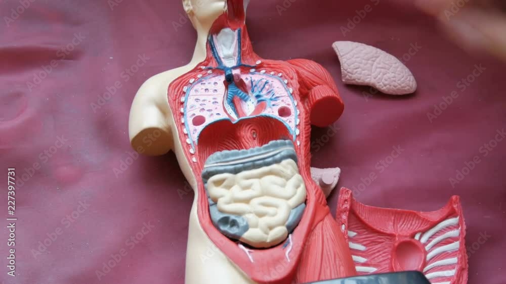 Toy model of the anatomical structure of the human body. The hands of a ...