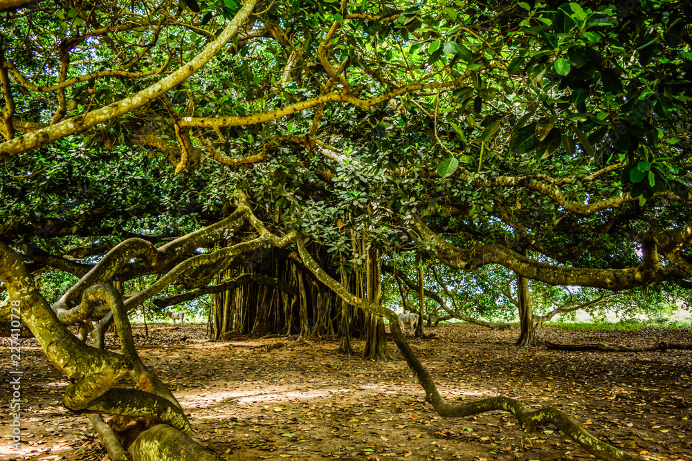 El Árbol de Guacarí, el más grande de Colombia en en San Marcos (Sucre ...
