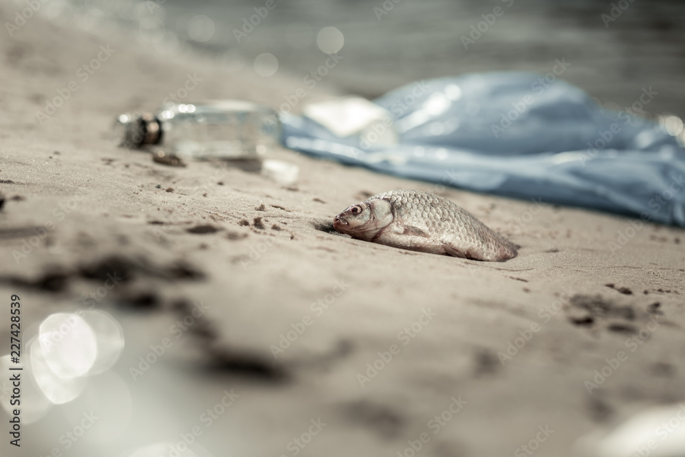 Dirty river. Close up of dead fish and empty glass alcohol bottles ...