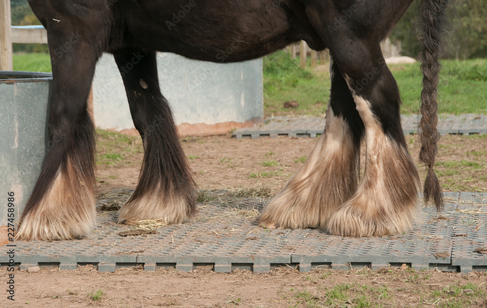 Horse at a feeding station on hard standing slabs, to stay dry & avoid ...