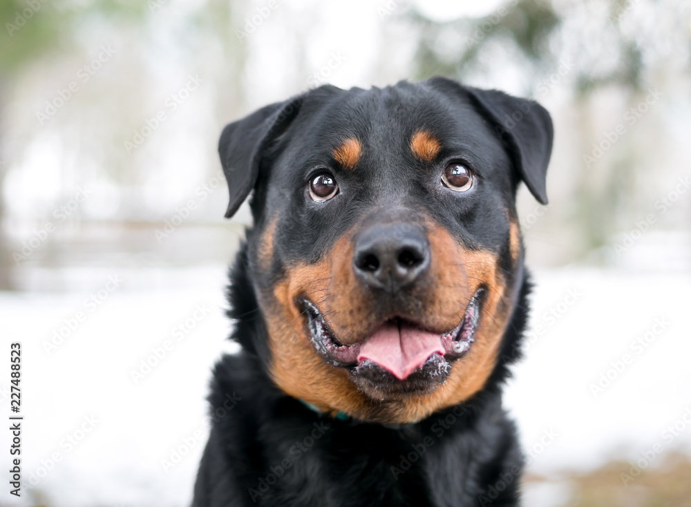 Happy Rottweiler Puppies