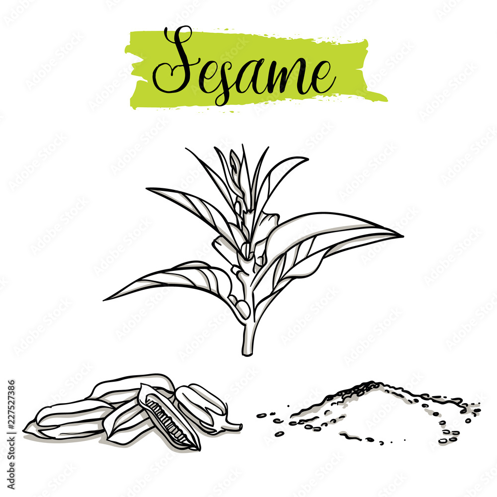 Beautiful vector hand drawn Sesame, seeds. Organic food, vector doodle ...
