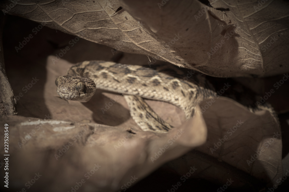 Saw Scaled Viper Stock Photo | Adobe Stock