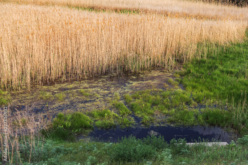 natural pond is polluted with sewage and household garbage ...