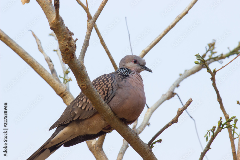Dove Bird sitting on the tree, in its natural habitat with a soft ...