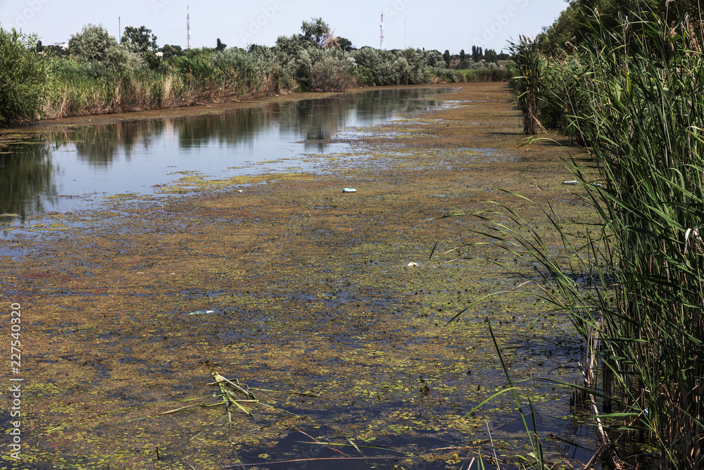 Small dying river was overgrown with marsh plants. Pollution of ...