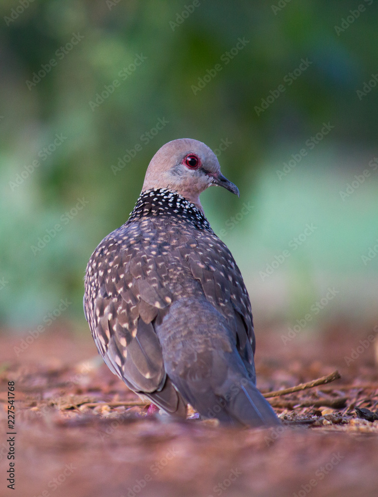 Dove Bird sitting on the ground in its natural habitat with a soft ...