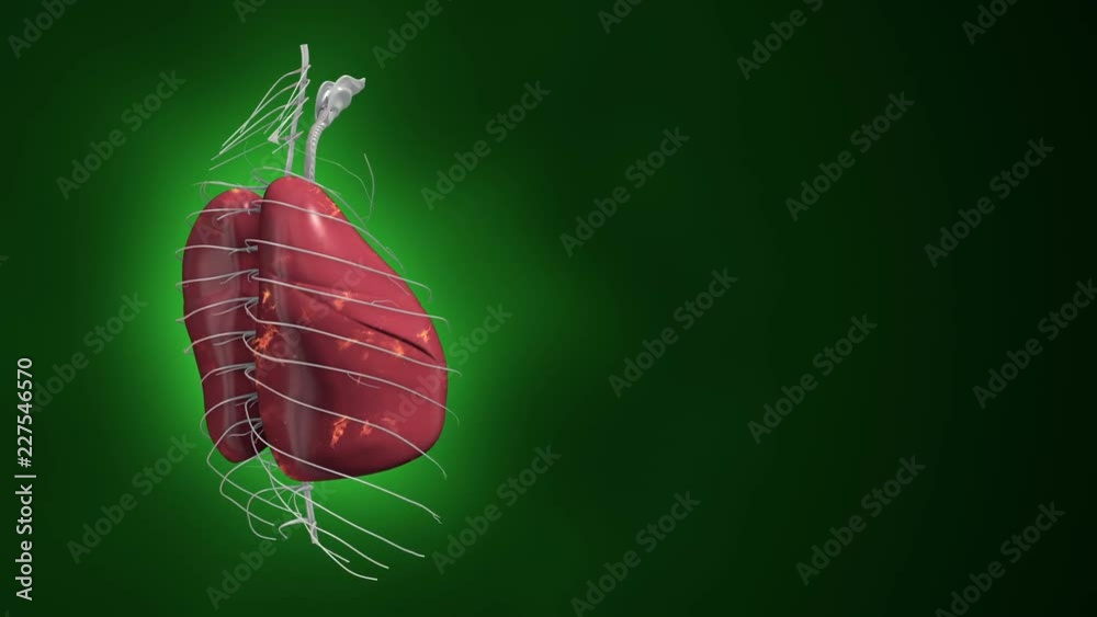 Abstract background with animation of rotation realistic Human Lungs ...