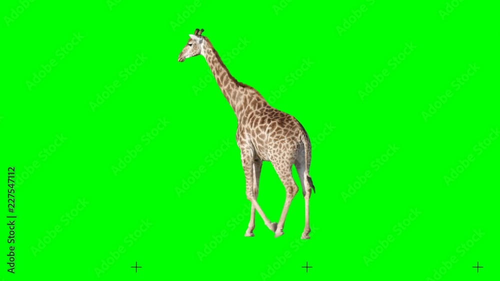 African giraffe slowly walking seamlessly looped on green screen, real ...