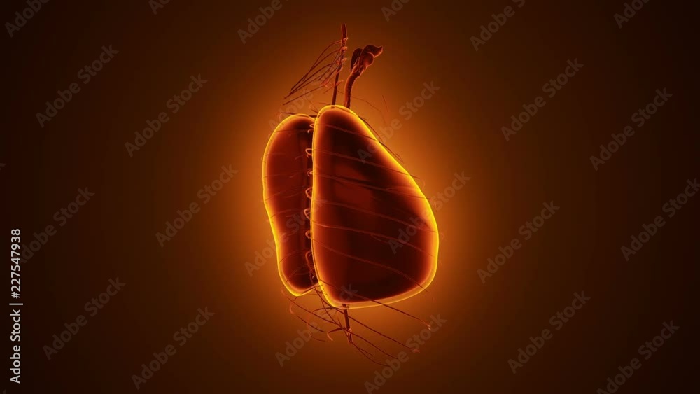 Abstract background with animation of rotation realistic Human Lungs ...