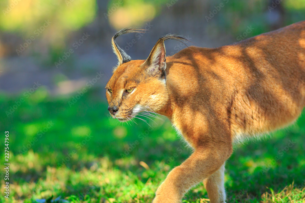 Closeup of Caracal, African lynx. Desert cat walking in green grass ...