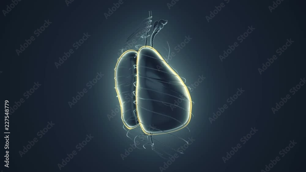Abstract background with animation of rotation realistic Human Lungs ...