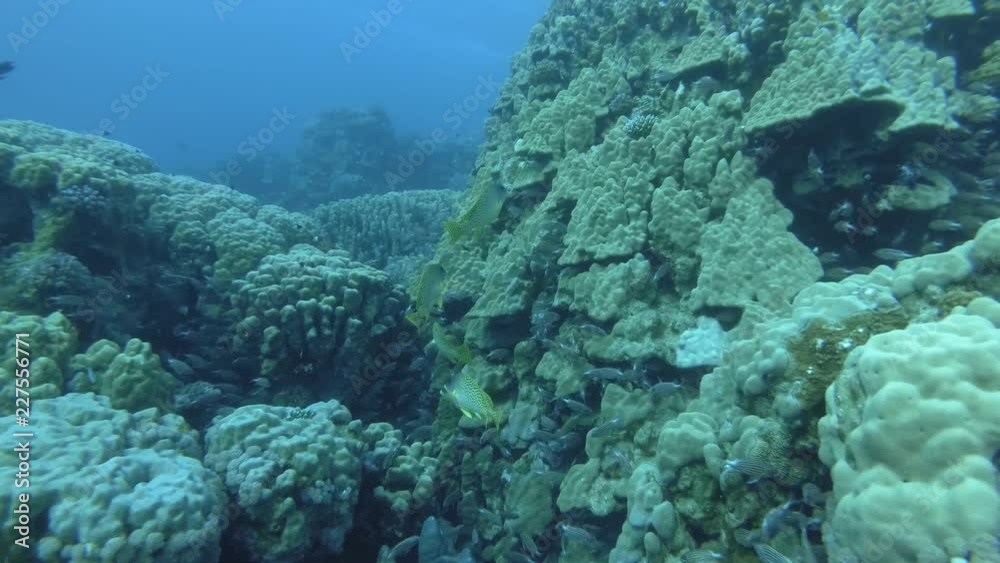 School of yellow snappers swim in the blue water over coral reef. Dory ...