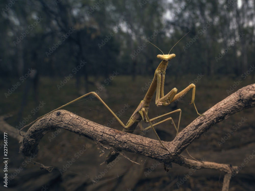 Wild stick insect (Phasmatodea) on branch in Australian woodland Stock ...