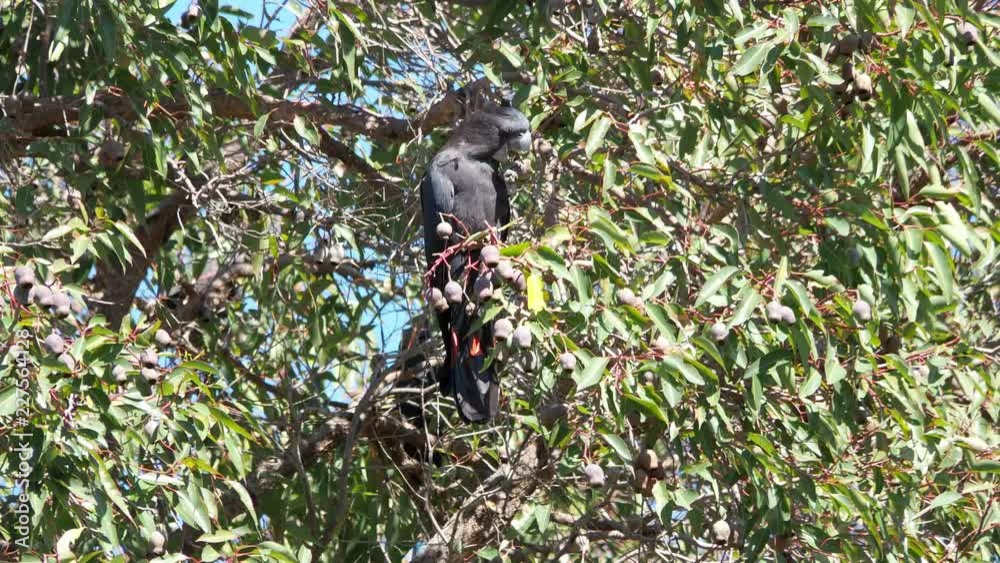One male Forest Red-tailed Black Cockatoo feeding in a Marri tree ...