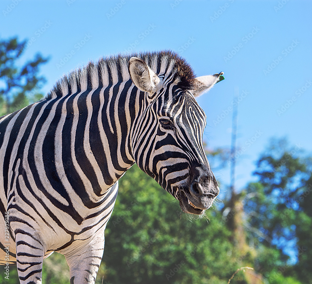 Smiling Zebra
