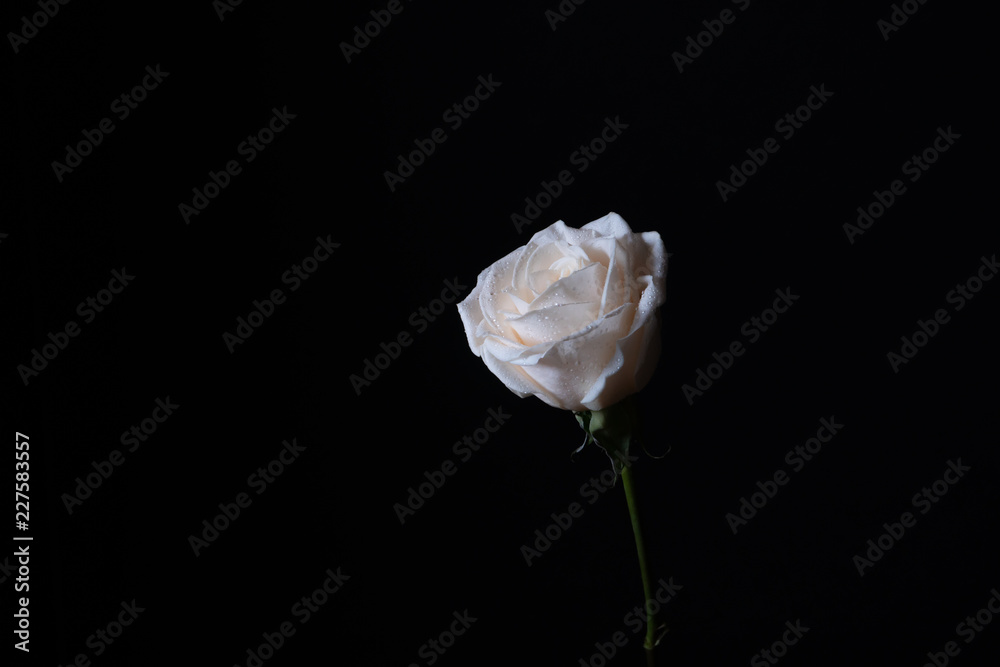 Single White Rose Black Background