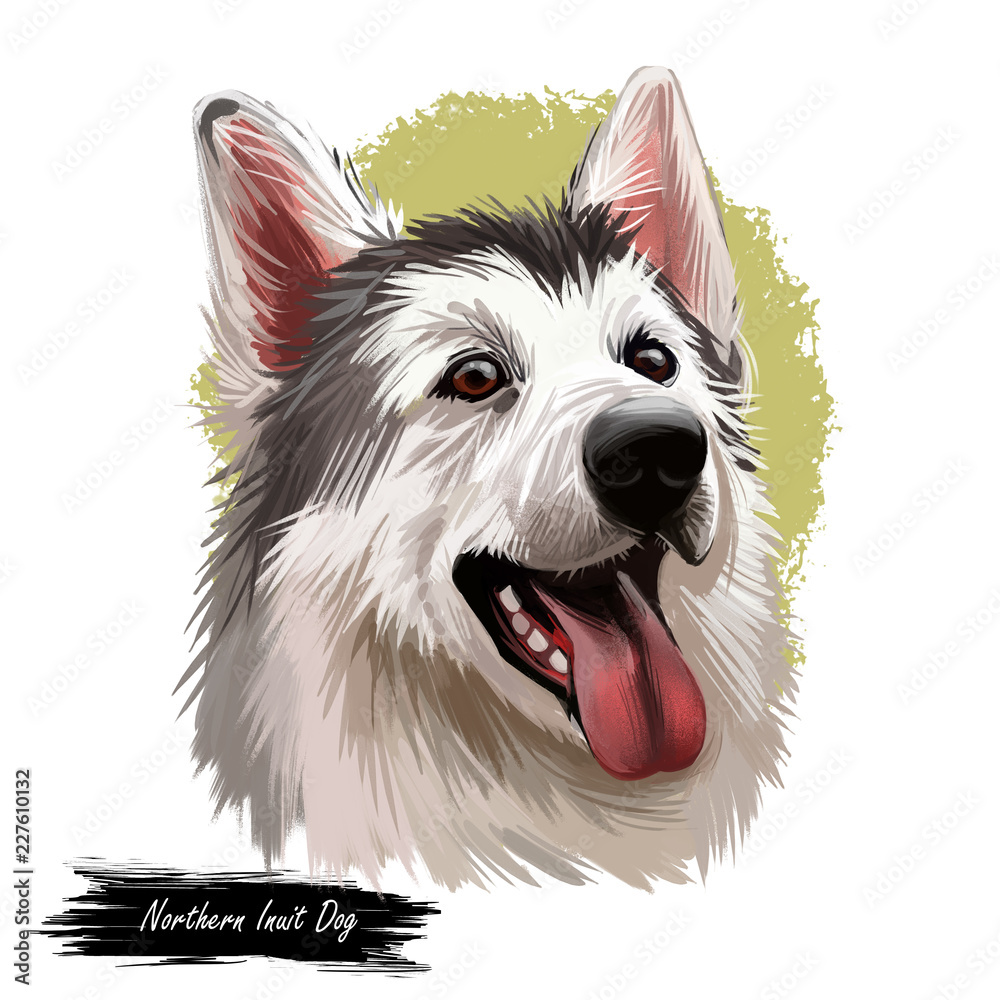 Stockillustratie Northern inuit dog, watercolor portrait of canis lupus ...