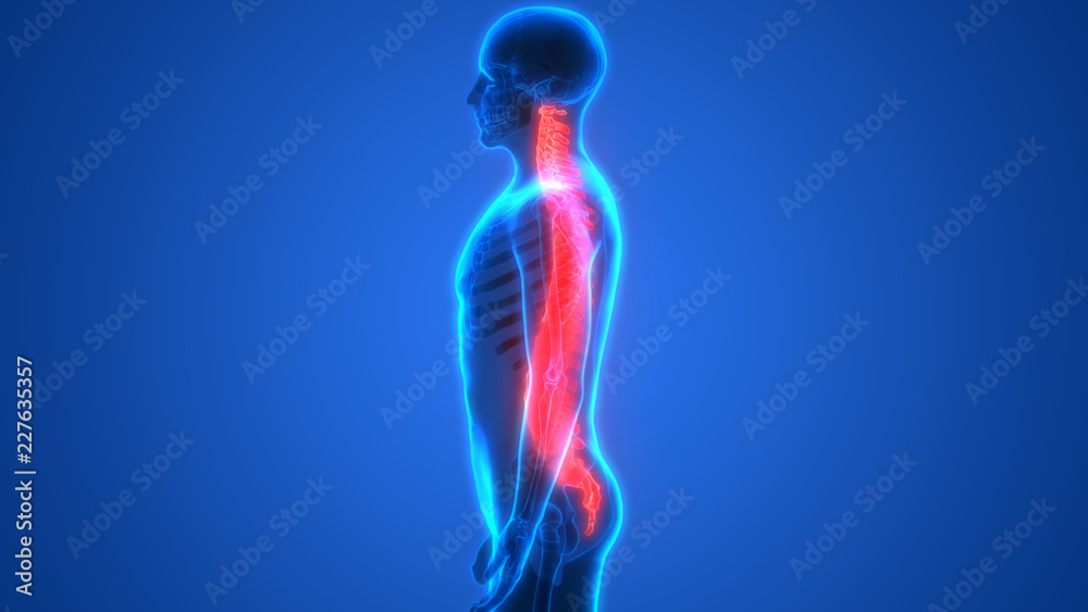 Human Skeleton System Vertebral Column Anatomy ilustração do Stock ...