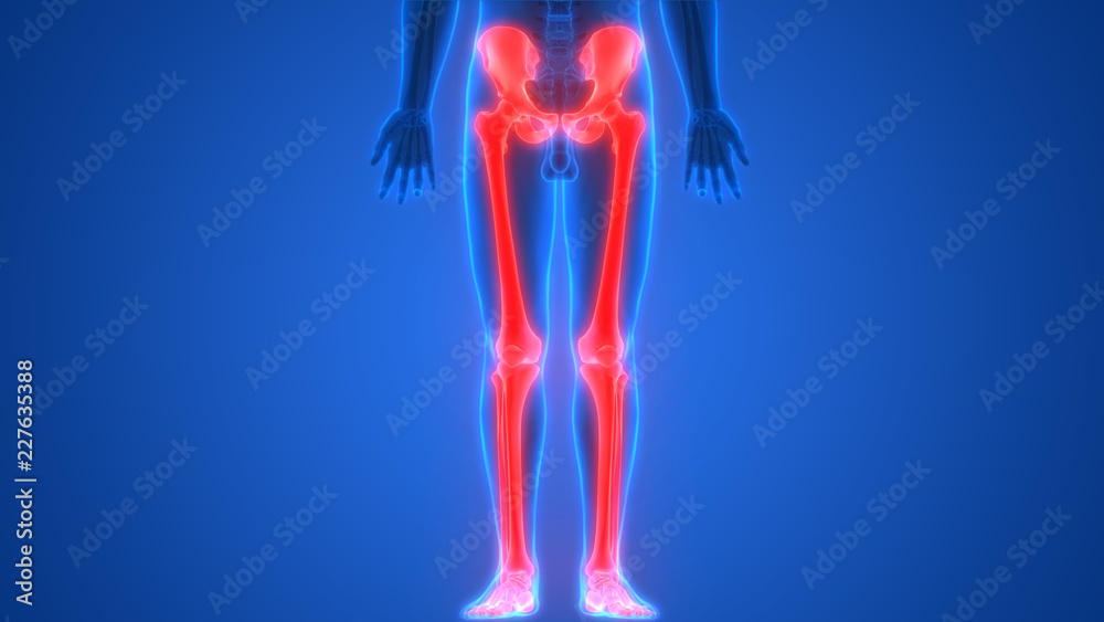 Human Skeleton System Lower Limbs Anatomy Stock Illustration | Adobe Stock
