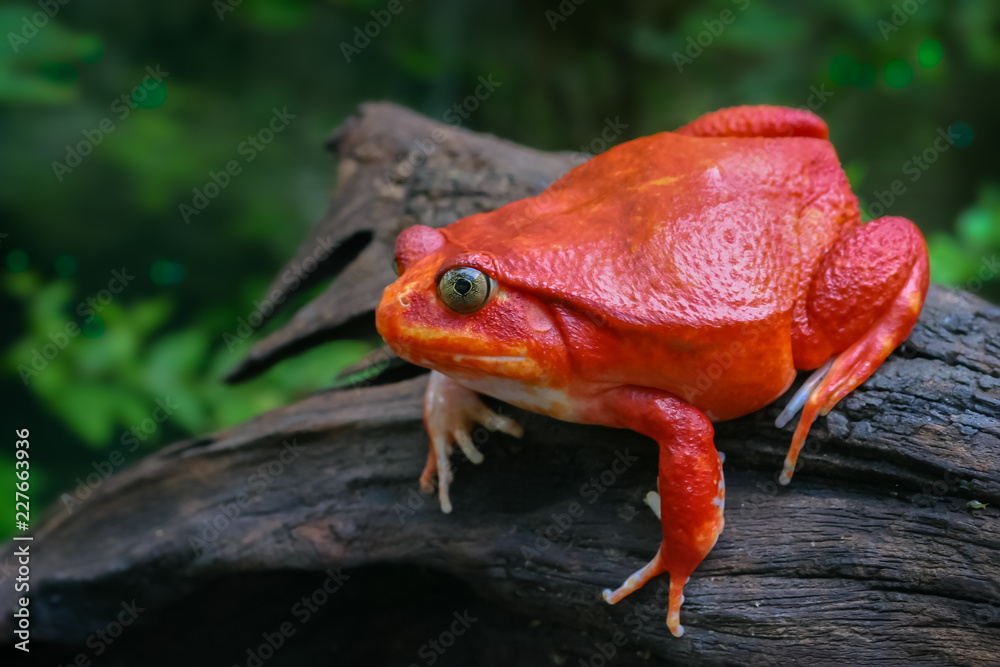 Las ranas y sus diferentes características – Beagle Nauta