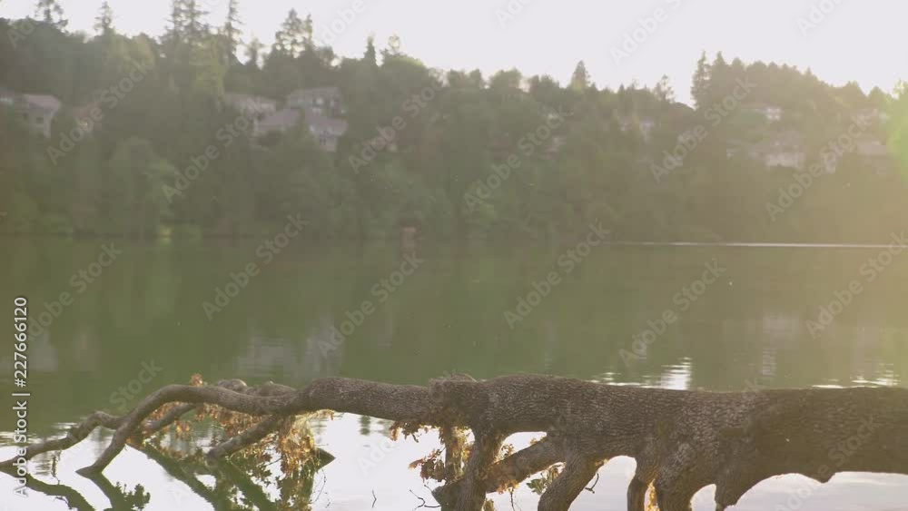 View at dusk looking over lake with houses on the far bank hidden in ...