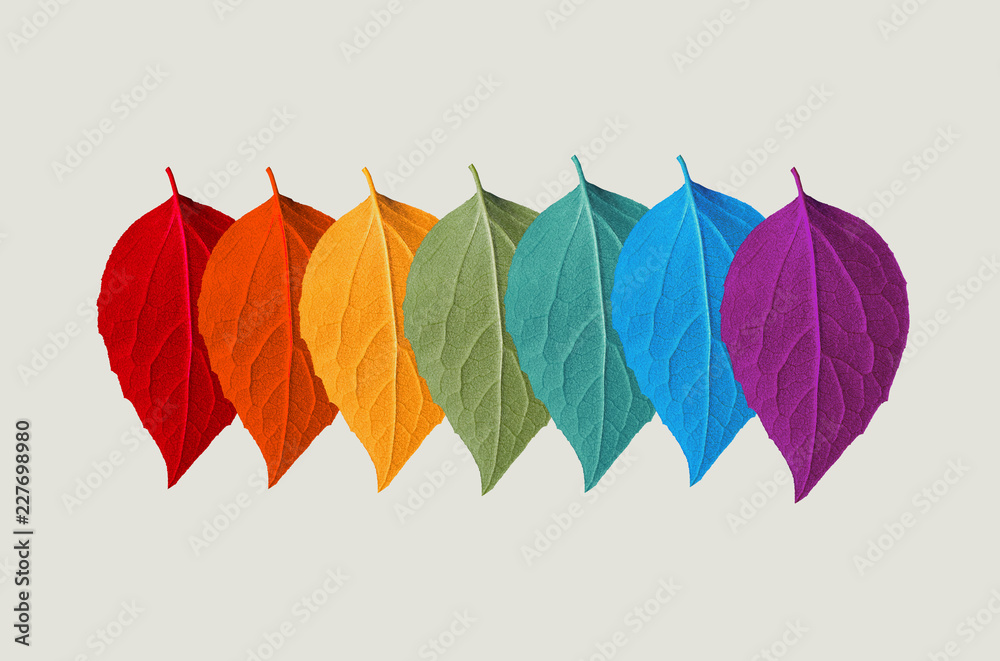 Rainbow leaves layout. Colorful leaves on white background Stock Photo ...