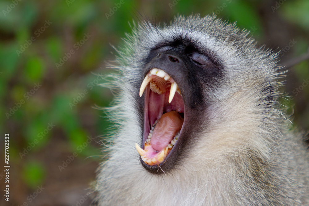 Yawning Monkey