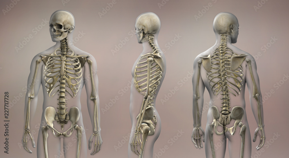 Skeletal Anatomy Male Front and Back Stock Illustration | Adobe Stock