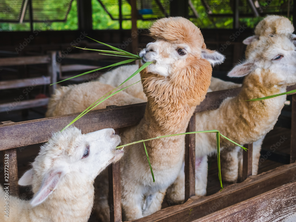Alpaca lama close up portrait white and brown of cute friendly feeding ...