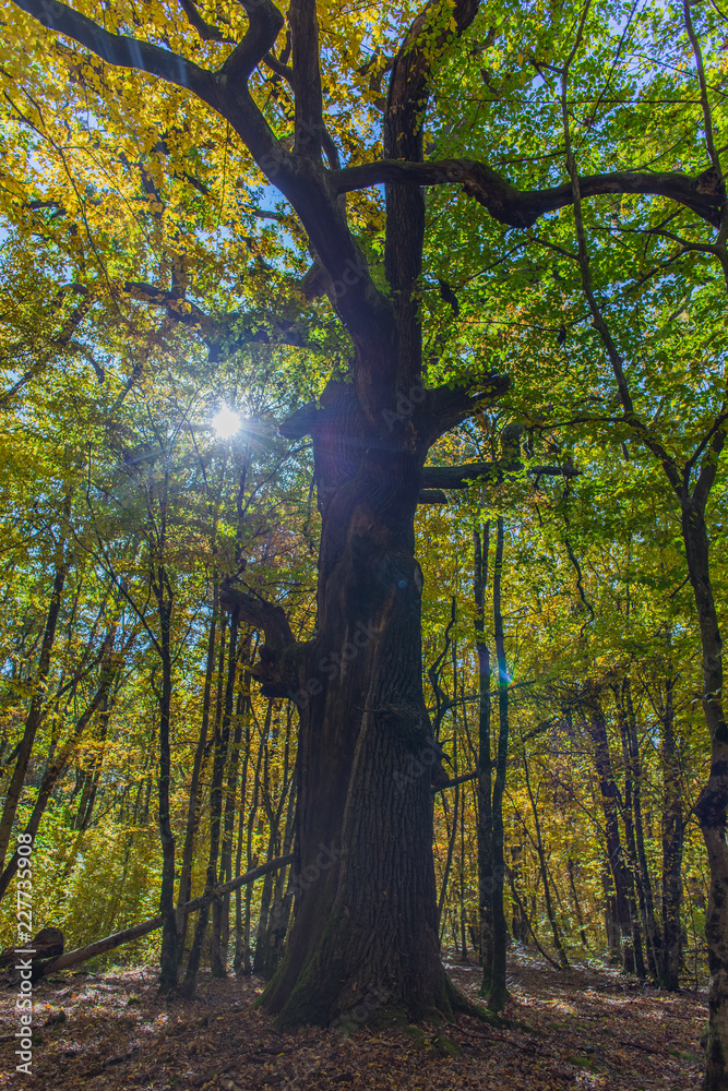 600 hundred year old olk tree in one of the oldest natural reserve ...
