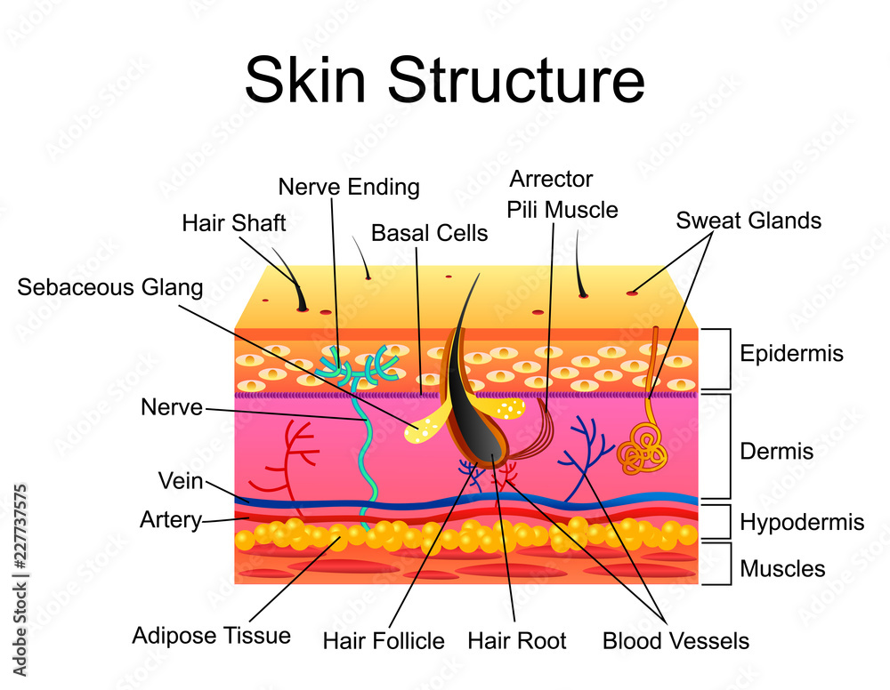 Human Skin structure, vector illustration isolated background Stock ...