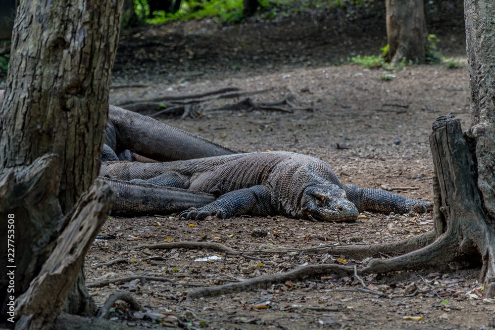 Komodo Dragon, Biggest Lizard -Komodo National Park, Indonesia, Asia ...