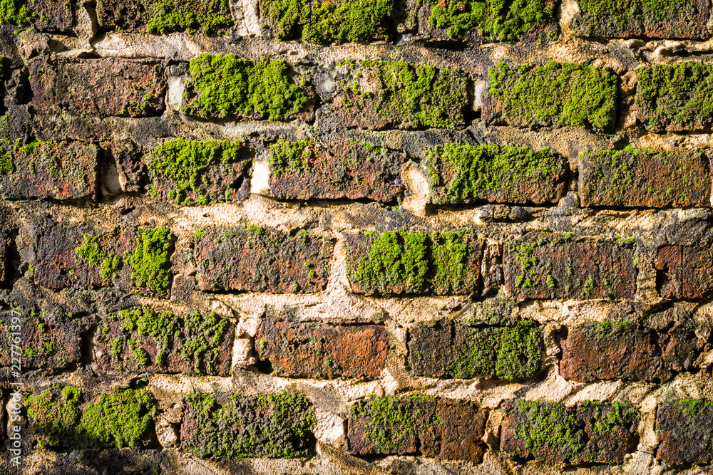 Moss On Bricks