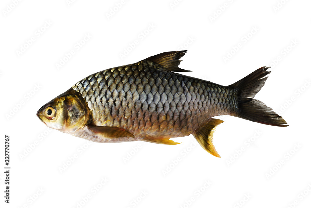 Java barb, Fish isolated on white background , Important aquacultur ...