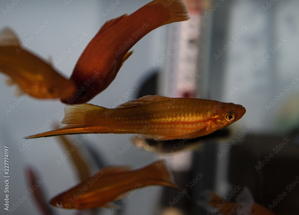 Xiphophorus hellerii (swordtail), a species of freshwater fish in ...