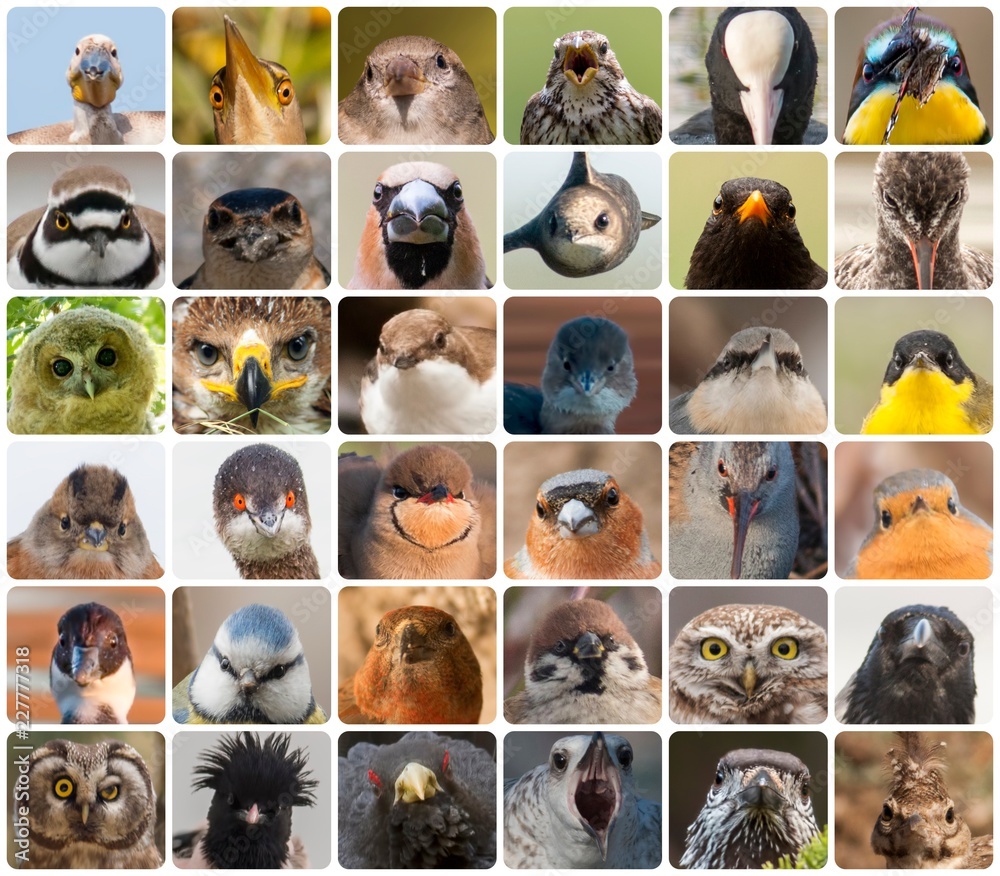 Bird Facies