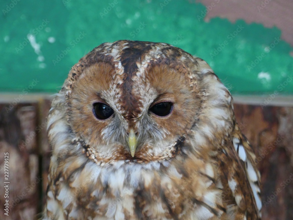 The tawny owl or brown owl is a stocky, medium-sized owl commonly found ...