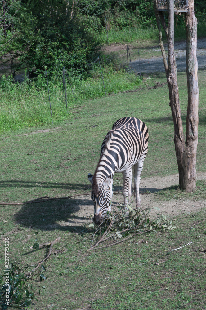 Cute zebra in zoological garden.Osaka tennouji zoo,japan. Stock Photo ...