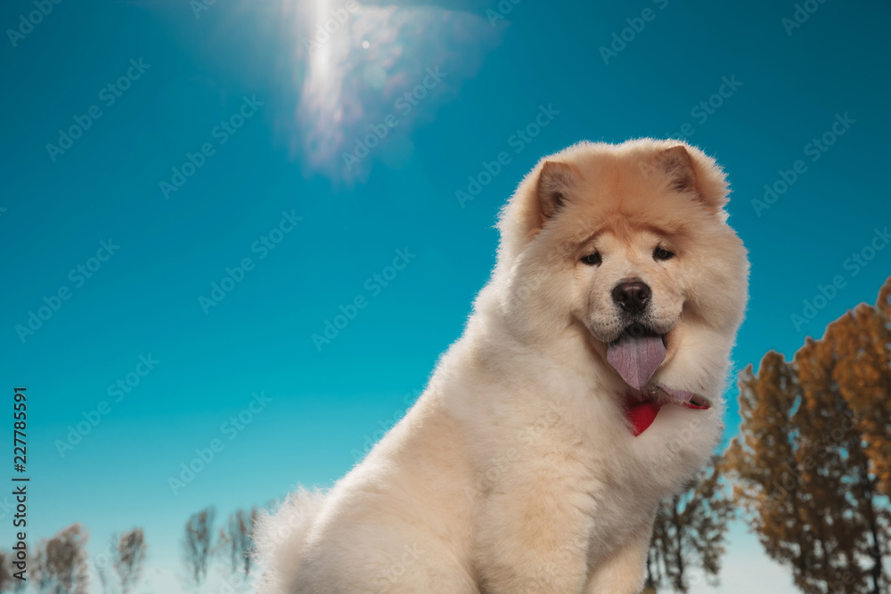 cute chow chow sticking out its blue tongue Stock Photo | Adobe Stock