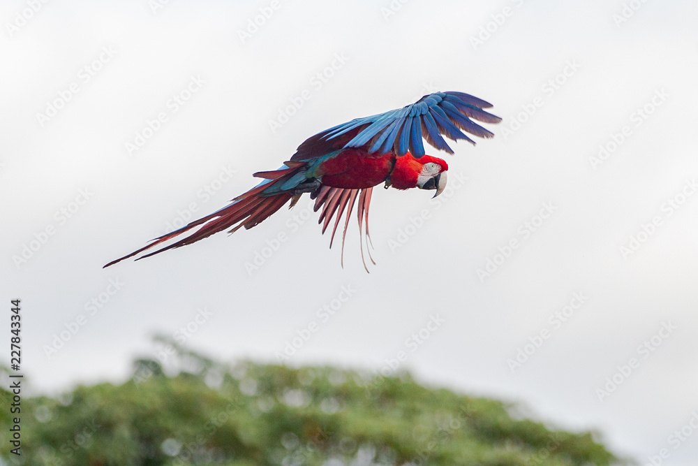 Red Macaw Stock Photo | Adobe Stock