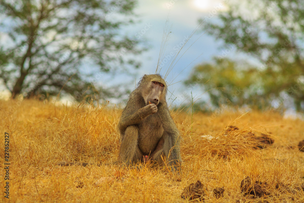 Chacma Baboon, Papio ursinus, eating in the grassland nature. Dry ...