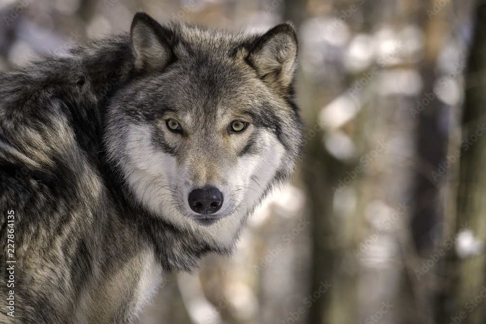 Timber Wolf (Gray Wolf or Grey Wolf) in the Snow Stock Photo | Adobe Stock
